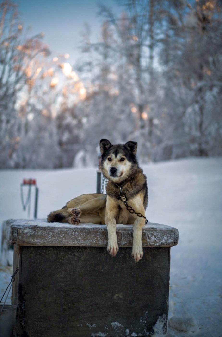 Denali View Snowmobile Sled Dog Kennel Tour,AK|Alaska Wild Guides